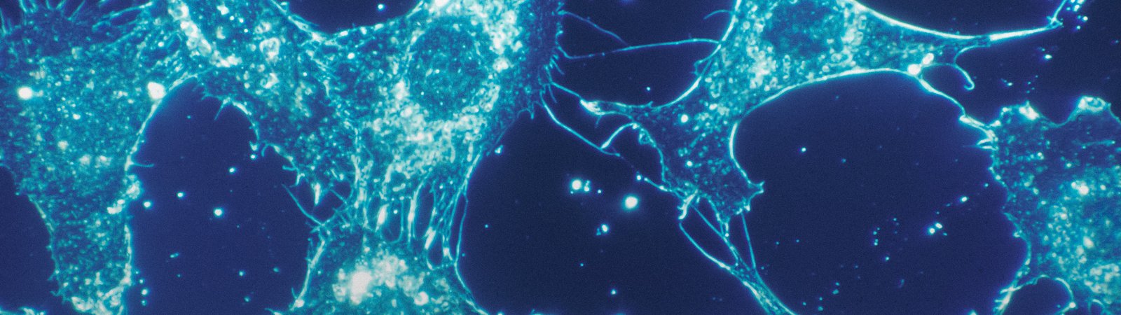 Documents | Doctoral School of Biology | Institute of Biology ...